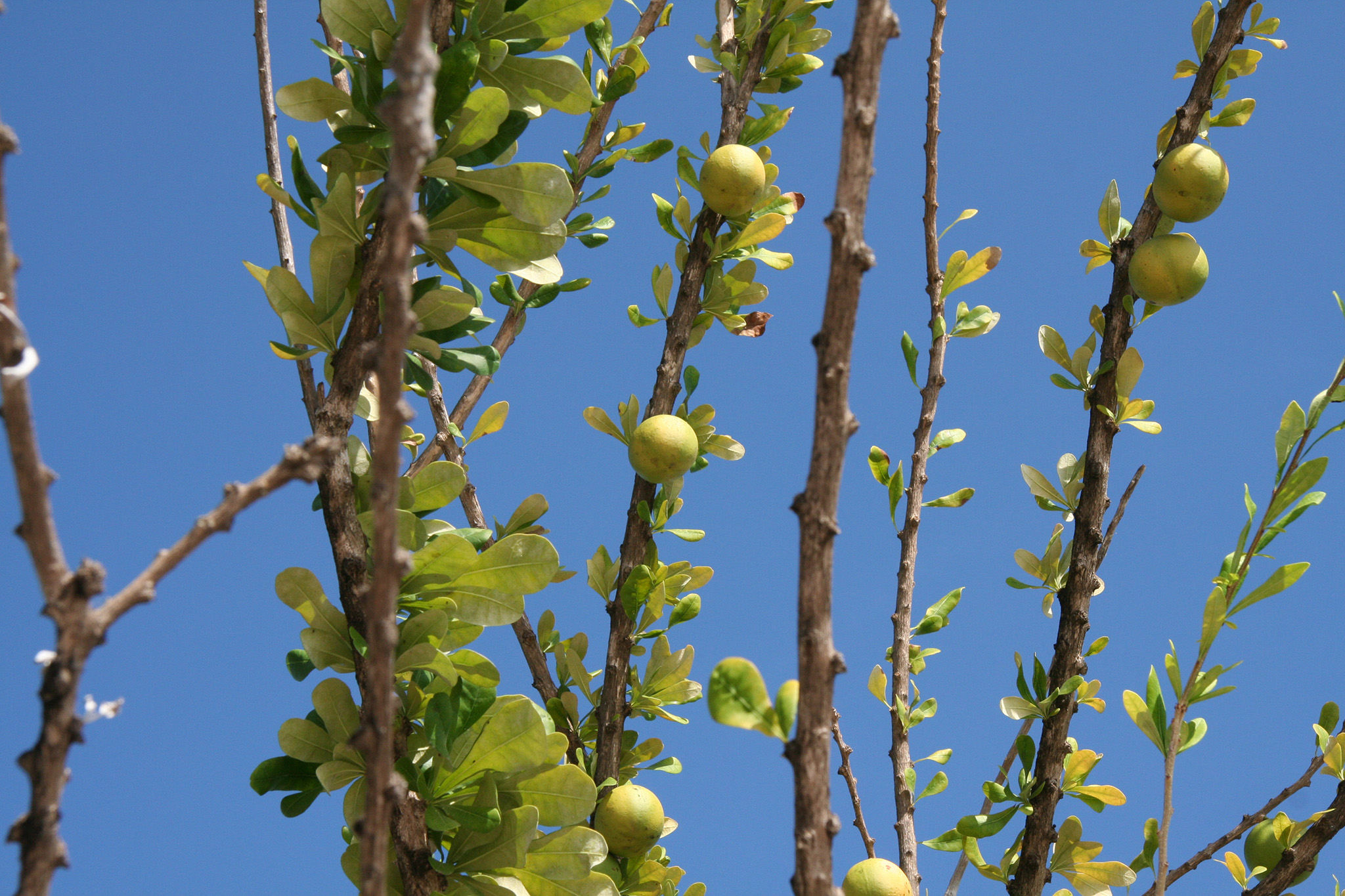 Mag je zomaar bomen kappen? - Bouwen op Bonaire
